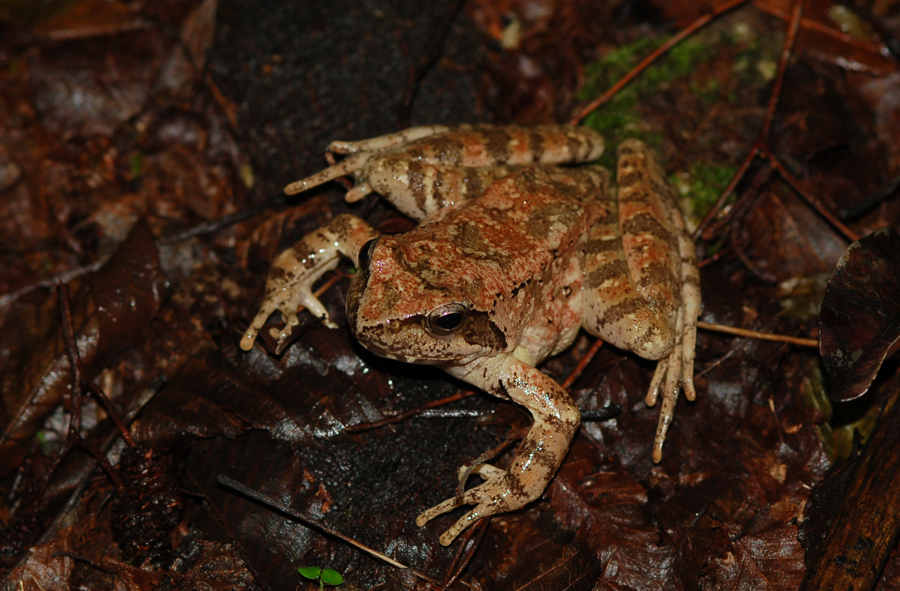 Greek frog from Bar, Montenegro on May 14, 2014 at 12:15 PM by ...