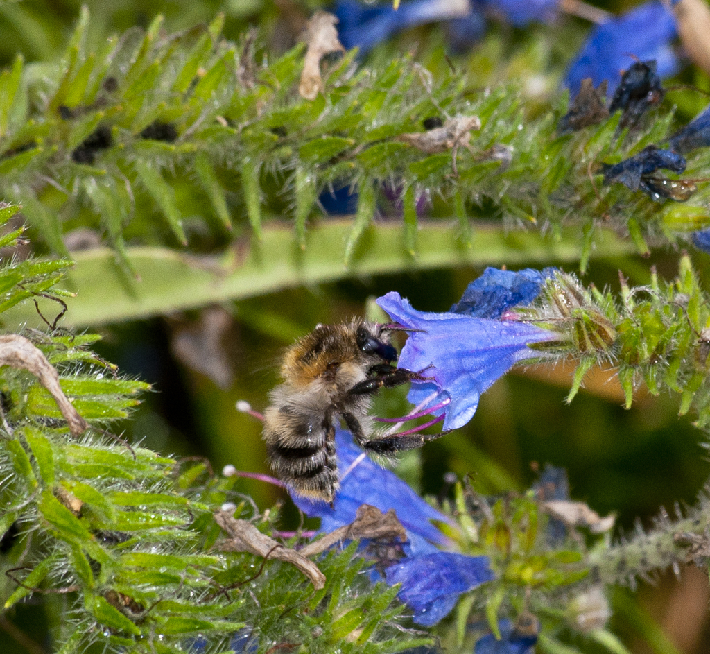 Apine Bees from 8500 Grenå, Danmark on July 23, 2022 at 03:14 PM by Kim ...