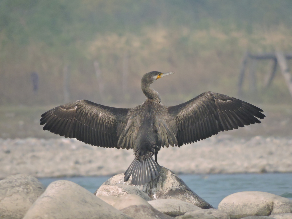 Indian Cormorant from Kokrajhar, Assam, India on November 17, 2018 at ...