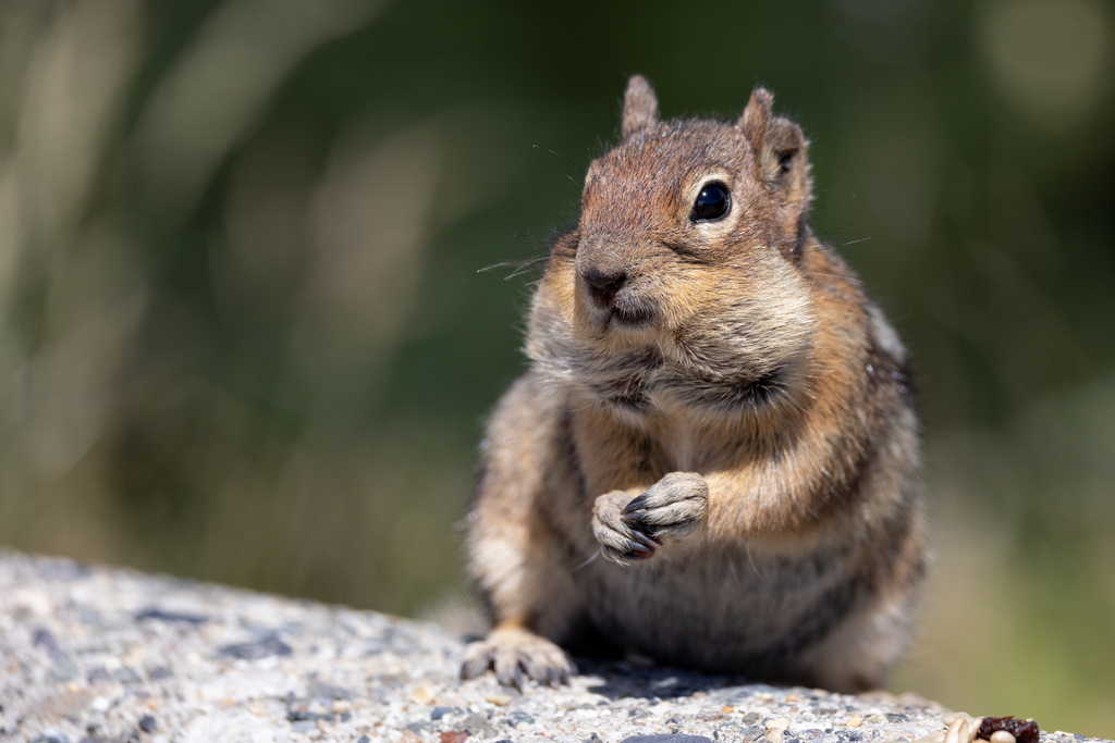Cascade Golden-mantled Ground Squirrel from E.C. Manning, Okanagan ...