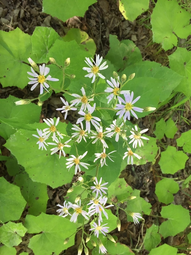large-leaved aster from Lake Como, PA, US on July 30, 2022 at 09:45 AM ...