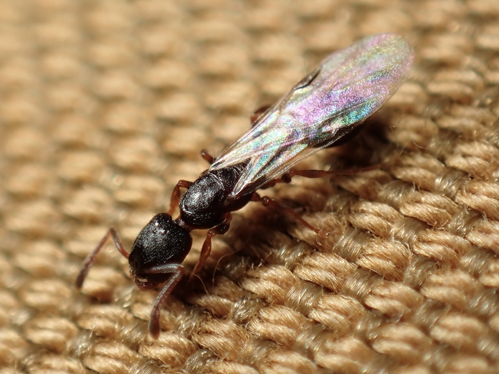 Sneaking Ants from San Bruno Mountain Park, Brisbane, CA, US on August ...