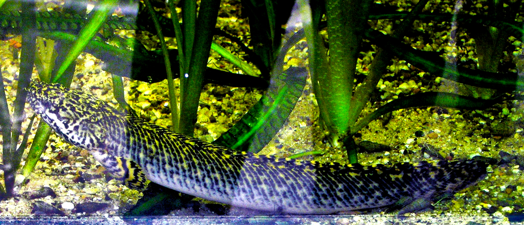 Polypterus Buettikoferi