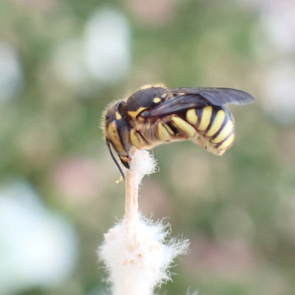 Anthidium from 29200 Antequera, Provinz Málaga, Spanien on August 01 ...