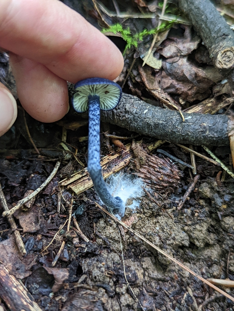 Leptonia from Unicoi, TN 37692, USA on August 02, 2022 at 12:30 PM by ...