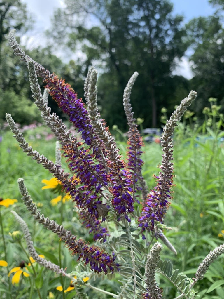 leadplant from Waska Dr, Wahpeton, IA, US on July 07, 2022 at 12:55 PM ...