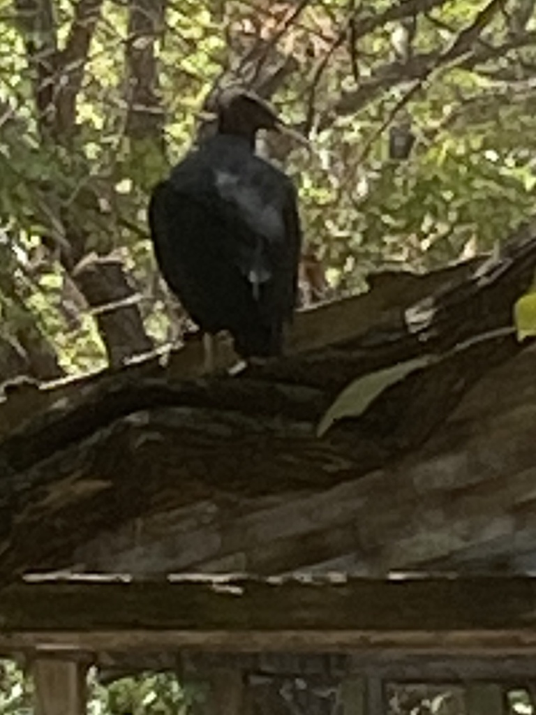Black Vulture from David Fort Rd, Argyle, TX, US on August 02, 2022 at ...