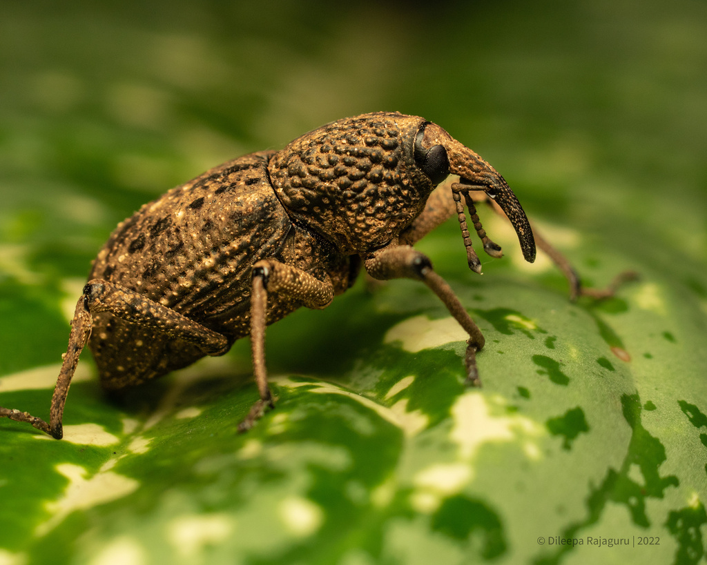 Sipalinus gigas from Cejlon, Central Province, LK on July 28, 2022 at 03:46 PM by Dileepa ...