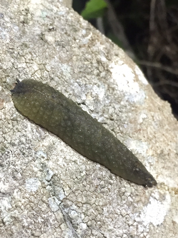 Leaf-veined Slugs from Te Waipounamu/South Island, Christchurch ...