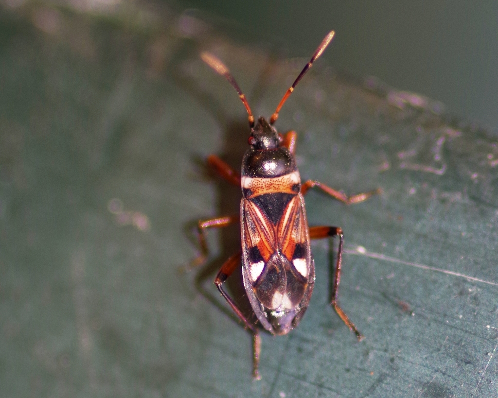 Raglius alboacuminatus (Madeira True Bugs) · iNaturalist