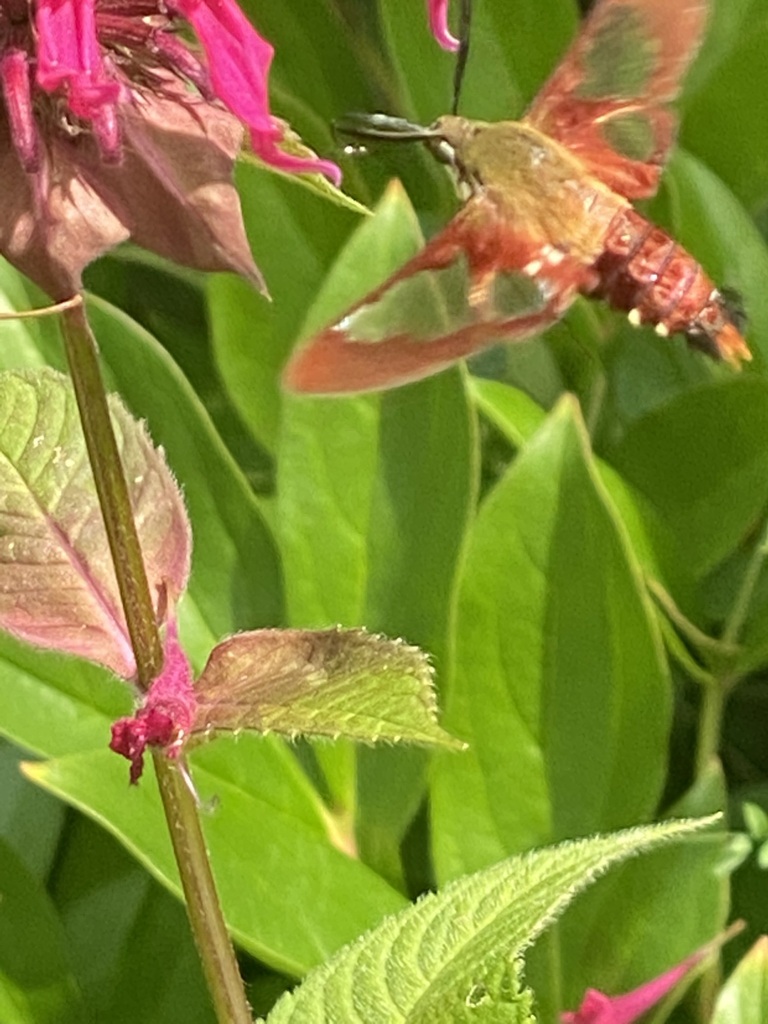 Hummingbird Clearwing from Hartford, VT, USA on August 2, 2022 at 11:35 ...
