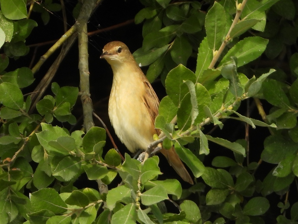 Common Nightingale from CCA Racconigi - Cuneo - Italia on August 02 ...