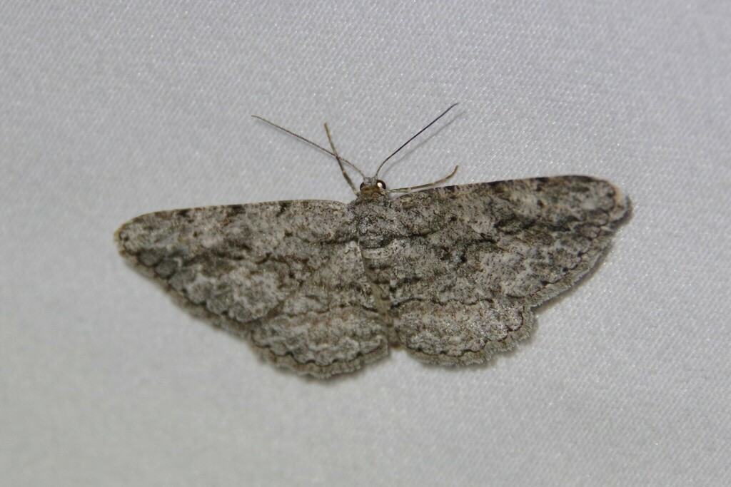 Common Gray from Cumberland, MD 21502, USA on August 01, 2022 at 10:13 ...