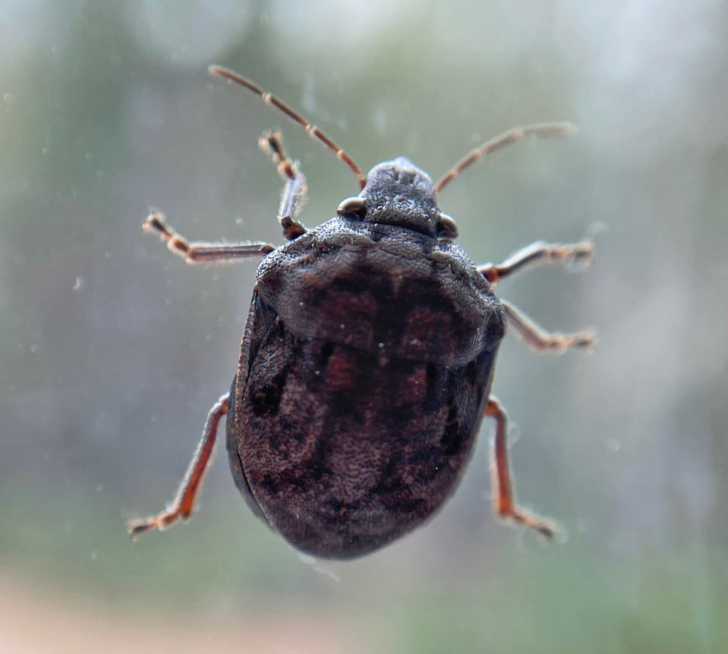 shield-backed pine seed bug from Georgia Southern University ...