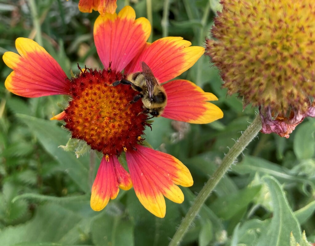 Red-belted Bumble Bee from Douglasdale, Calgary, AB T2Z, Canada on July ...