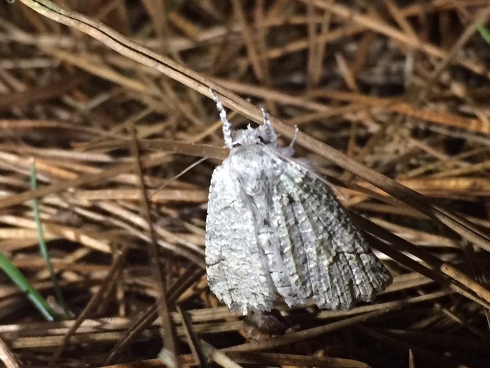 Forest Semilooper from Victoria Park, Christchurch, Canterbury, NZ on ...