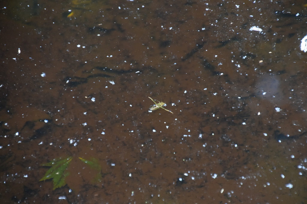 Notonecta triguttata from 鈴鹿国定公園, いなべ市, 三重県, JP on May 30, 2022 at 01: ...