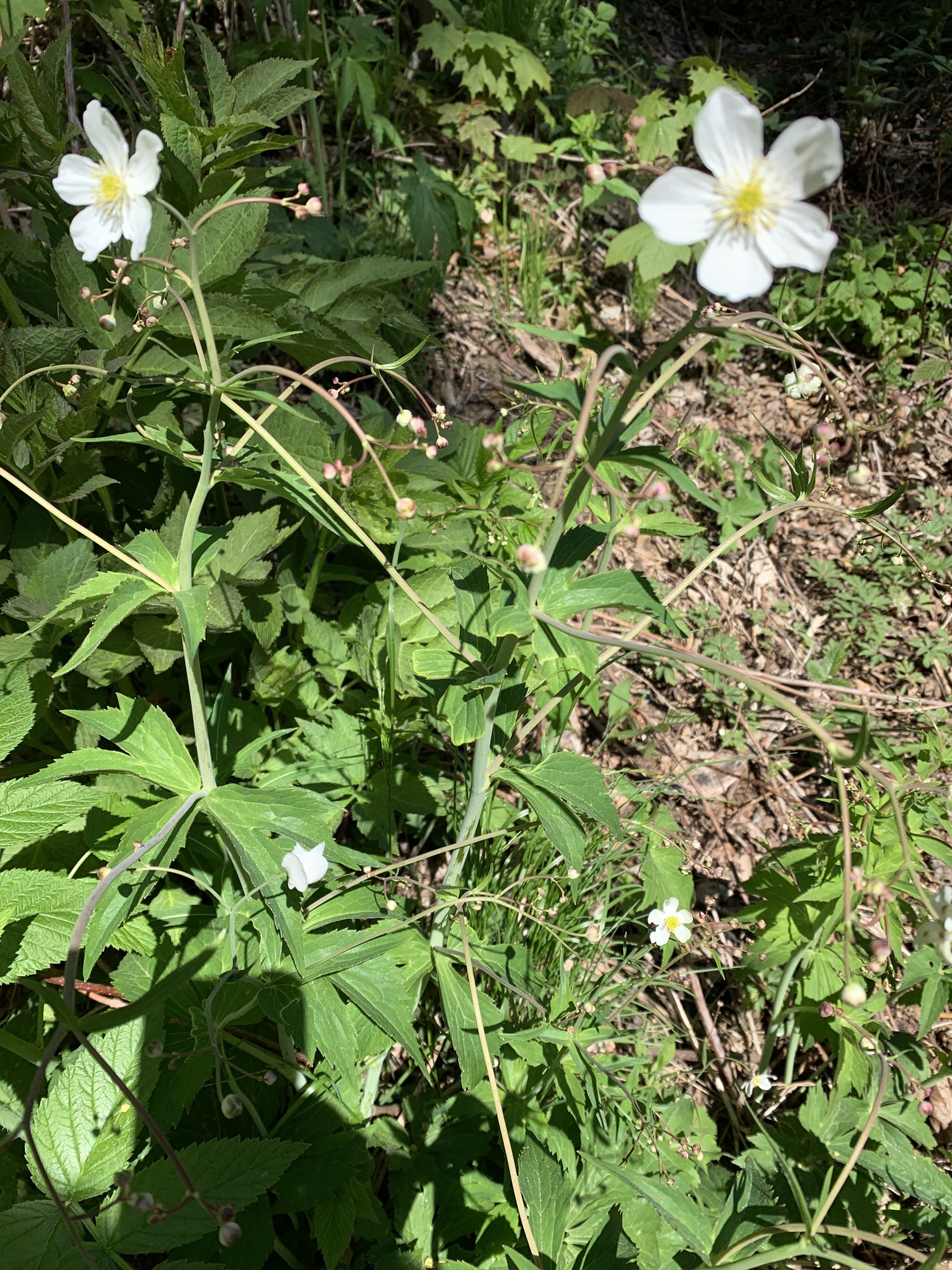 Ranunculus platanifolius L.