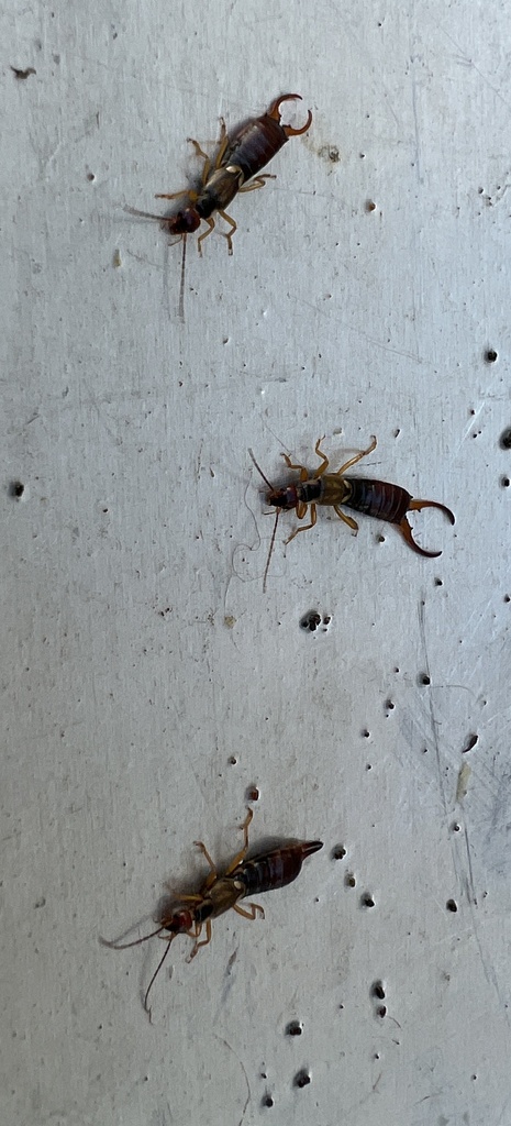 European Earwig from N Seventh Ave E, Duluth, MN, US on August 02, 2022 ...
