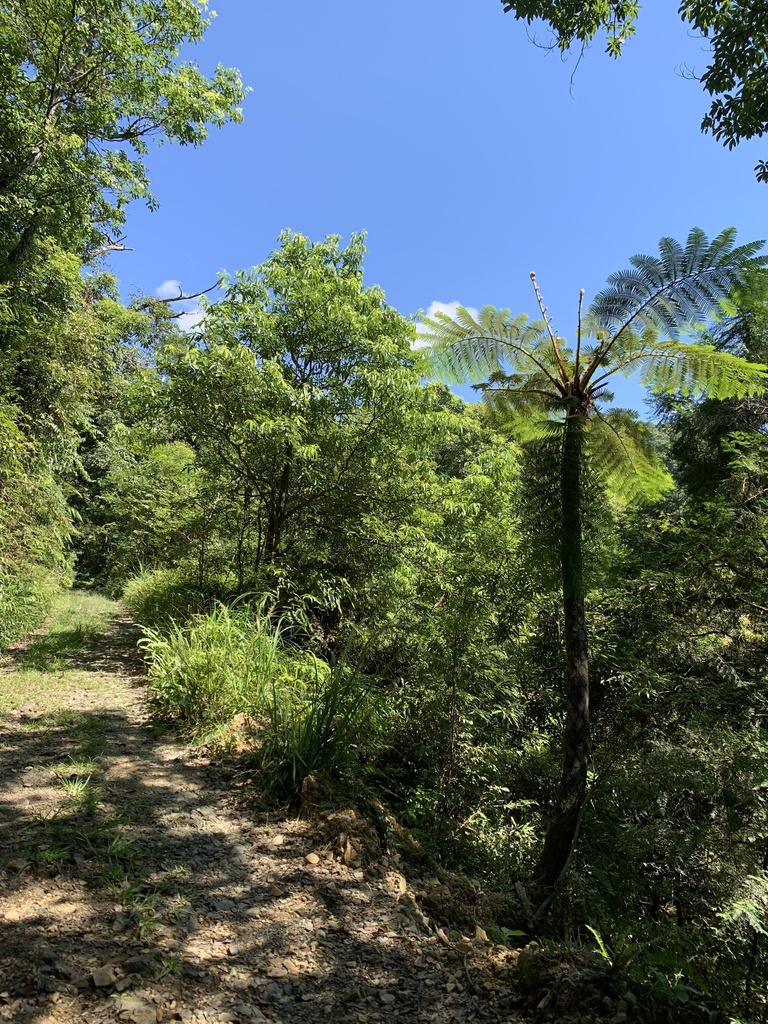 Flying Spider Monkey Tree Fern from 雙連埤林道, 員山鄉, TW on July 23, 2022 at ...
