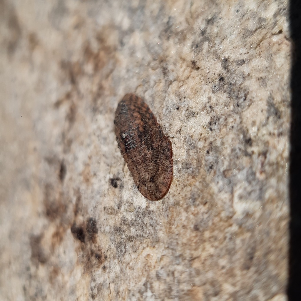 Rock Roaches from Eden, ZA-WC, ZA on July 28, 2022 at 10:10 AM by Mark ...
