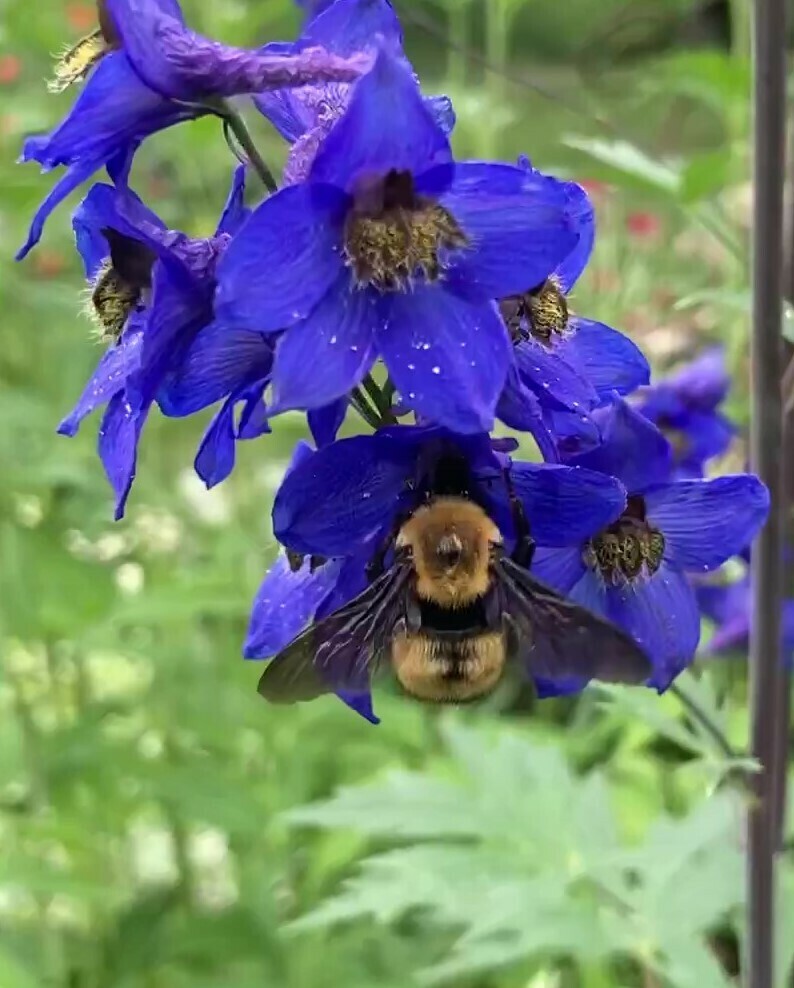 Nevada Bumble Bee in July 2022 by pbulman · iNaturalist
