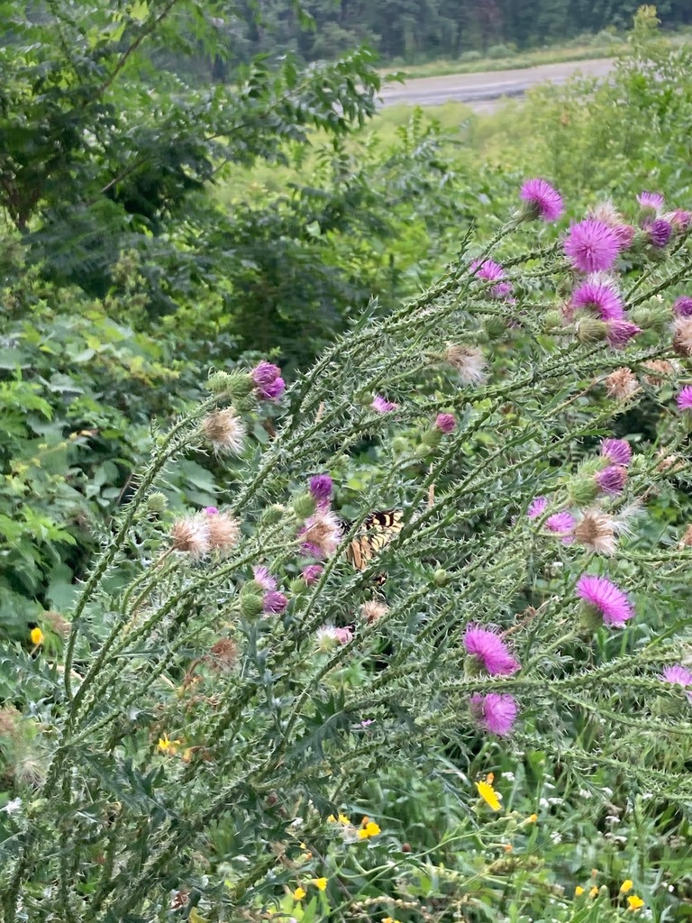 Broad-winged Thistle from White Tail Woods on July 31, 2022 at 01:06 PM ...