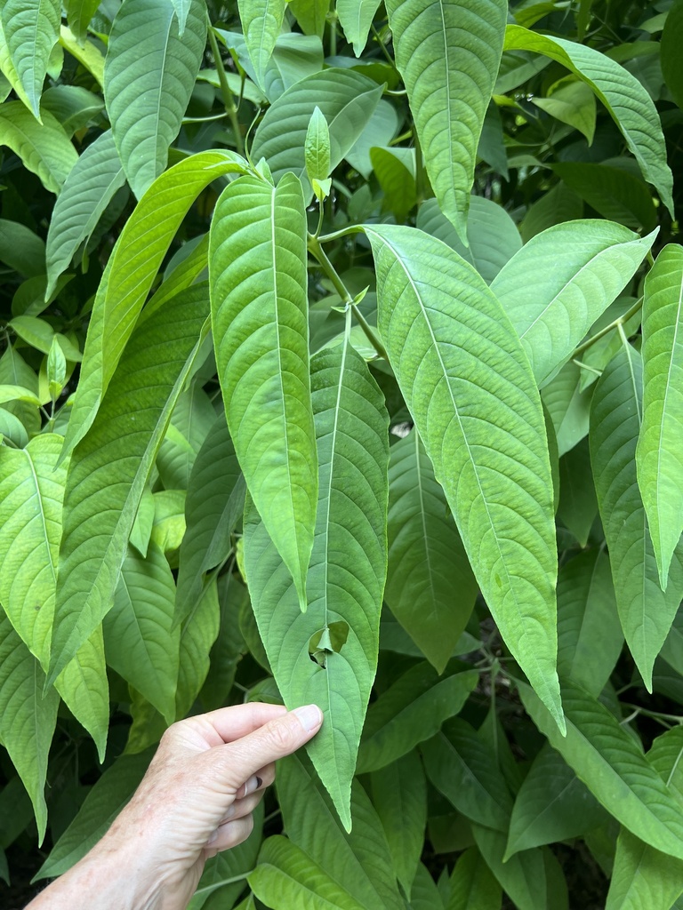 vascular plants from National Garden, Athens, Attiki, GR on August 2 ...
