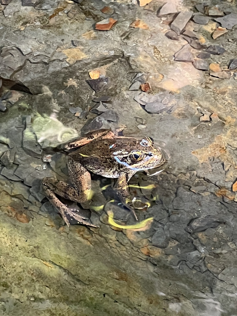 Northern Red-legged Frog from Comox Valley, BC, CA on August 02, 2022 ...