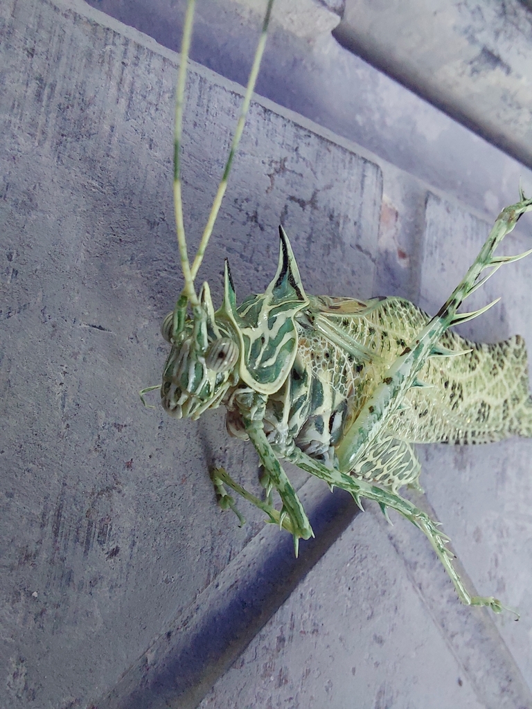 Markia from Gracias, Honduras on August 2, 2022 at 11:49 AM by Erlin ...