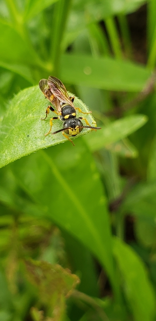 Typical Weevil Wasps and Allies from Belknap, Louisville, KY 40205, USA ...