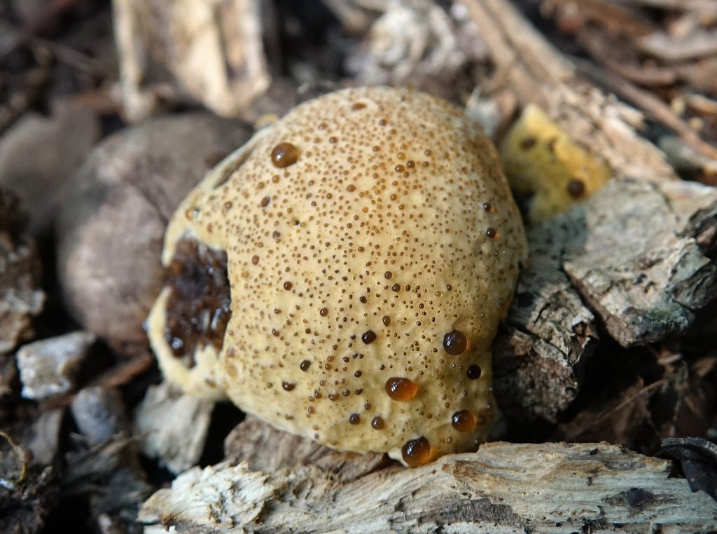 oak bracket from Ritchie Cemetery on August 02, 2022 at 09:29 AM by Jan ...
