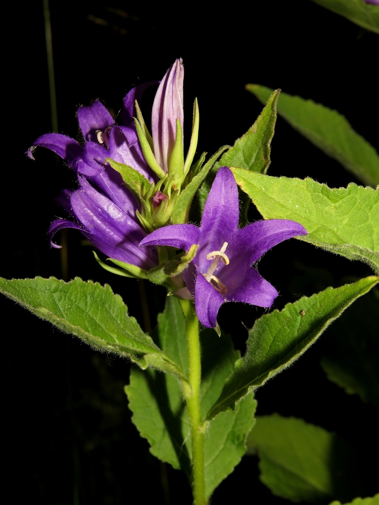 Giant Bellflower from Никола, Ярославская обл., Россия, 152434 on July ...