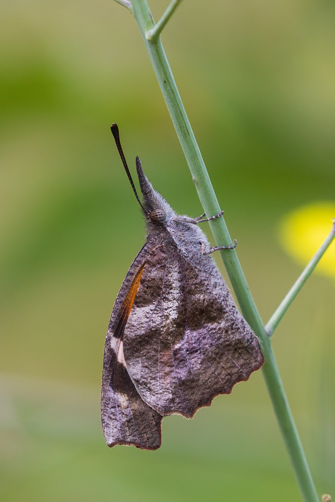 American Snout from Ashbridge's Bay Park, Toronto, ON, Canada on August ...