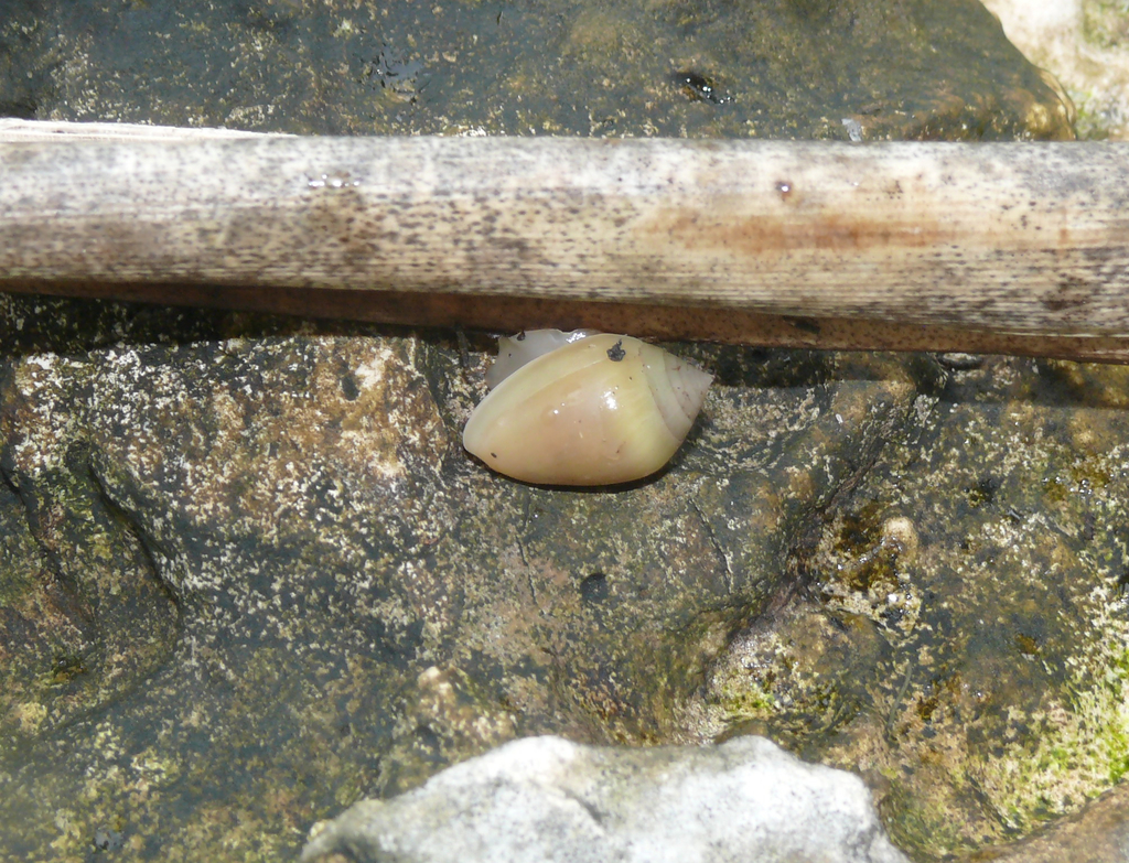 Melampus luteus (Gastropoda (snails and slugs) of the Chagos ...