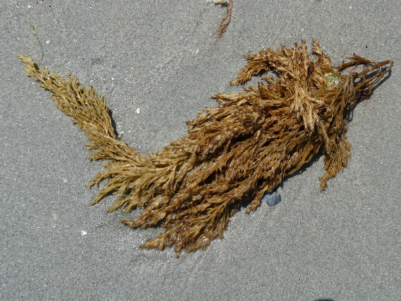 Cystoseira compressa from Milano Marittima, Ravenna, Italy on July 18 ...