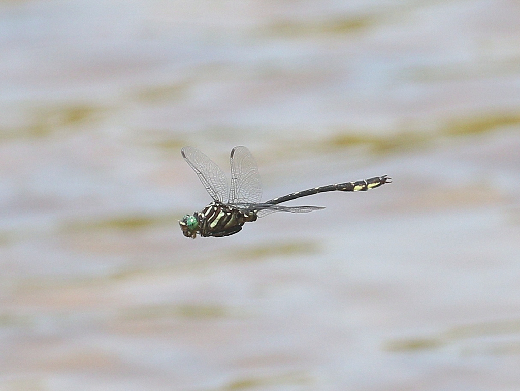 Arrow Clubtail from La Crosse County, WI, USA on August 2, 2022 at 11: ...