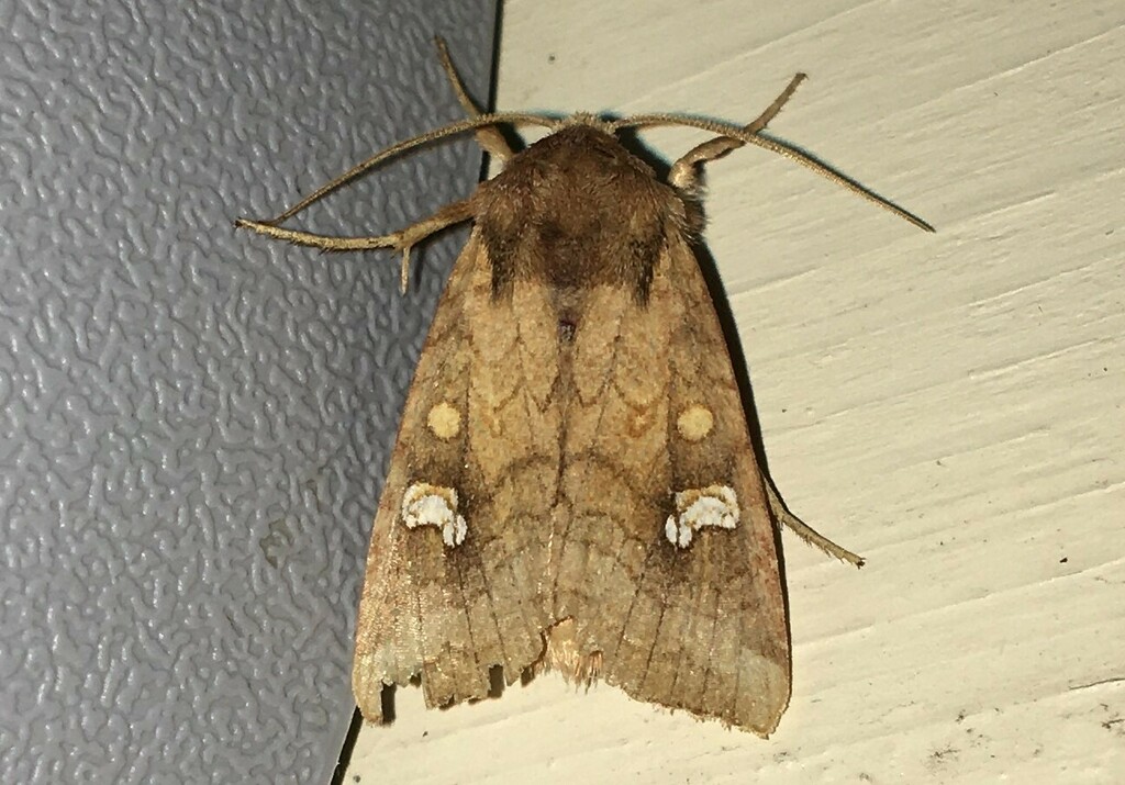 Saltern Ear from Sariai, Lithuania on August 02, 2022 at 12:15 AM by ...