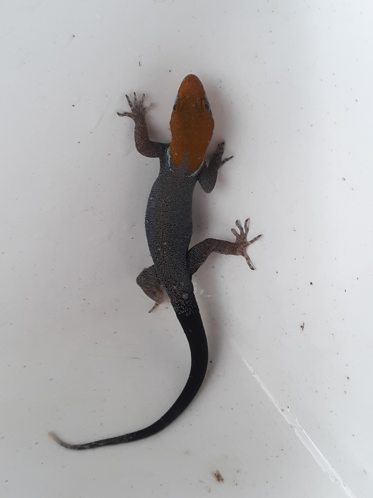 Yellow-headed Gecko from Guacimo Lodge on July 14, 2022 at 11:59 AM by ...