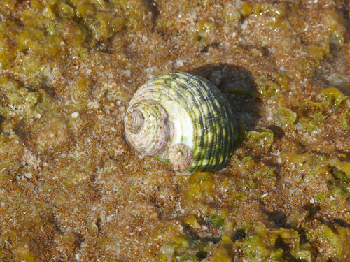 Rough Turban (Turbo setosus) · iNaturalist