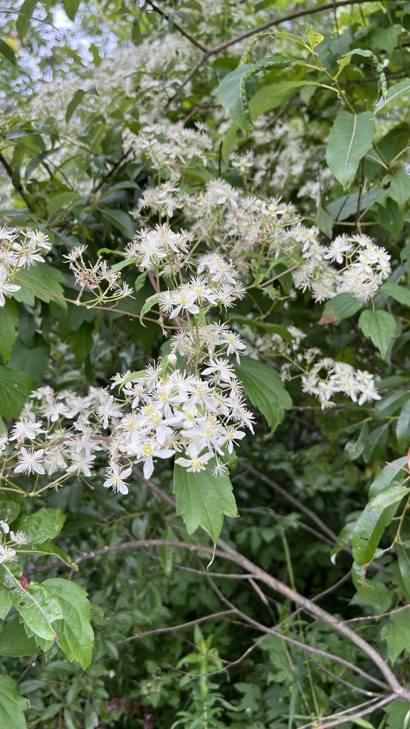 virgin's-bower from Green Mountain and Finger Lakes National Forests ...