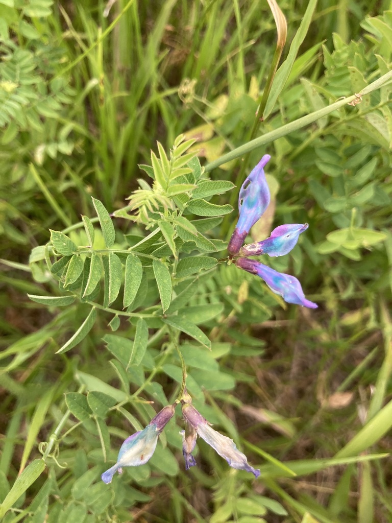 American vetch from Improvement District No. 4, AB T0K, Canada on July ...