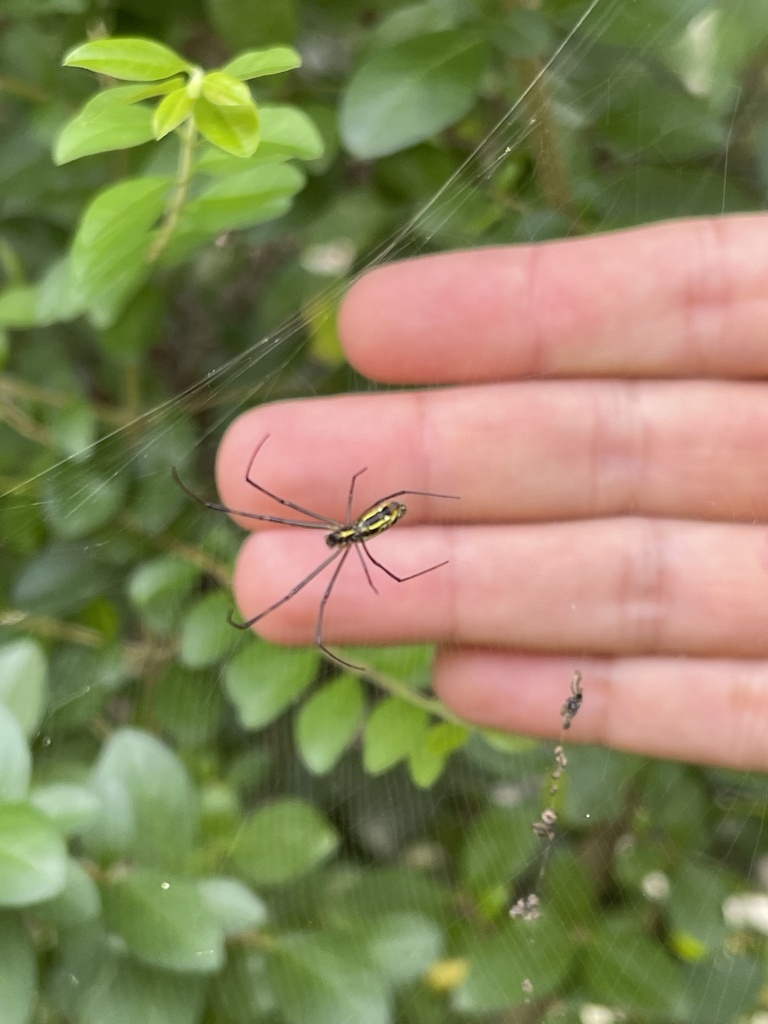 Joro Spider from Creekwood Cir NW, Kennesaw, GA, US on August 2, 2022 ...