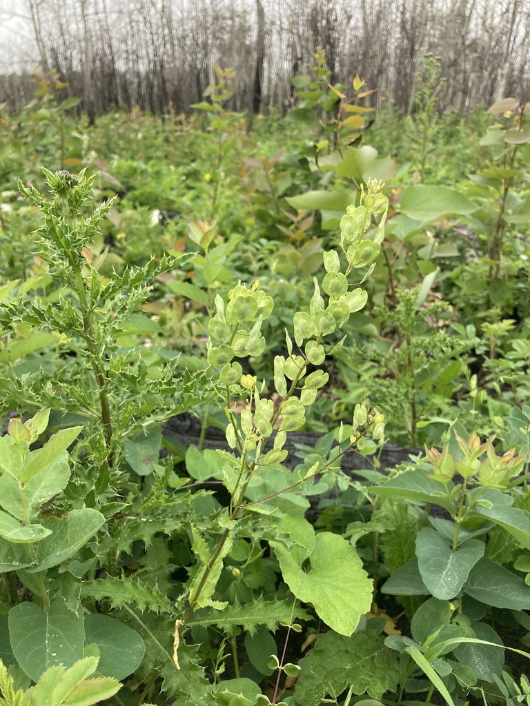 field penny-cress from Improvement District No. 4, AB T0K, Canada on ...