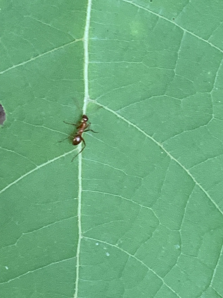 pallidefulva-group Field Ants from Bartram Dr, Chapel Hill, NC, US on ...