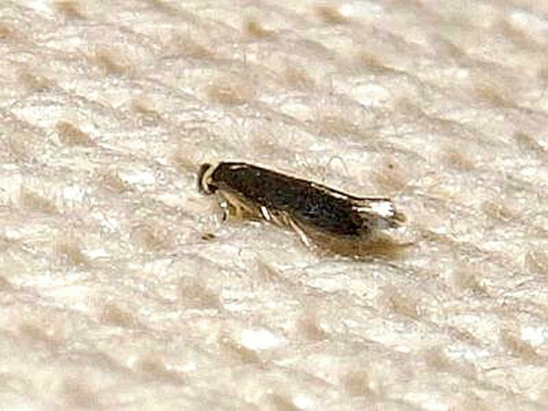 Stigmella in July 2022 by privatenoaccess. The best match I can see for ...