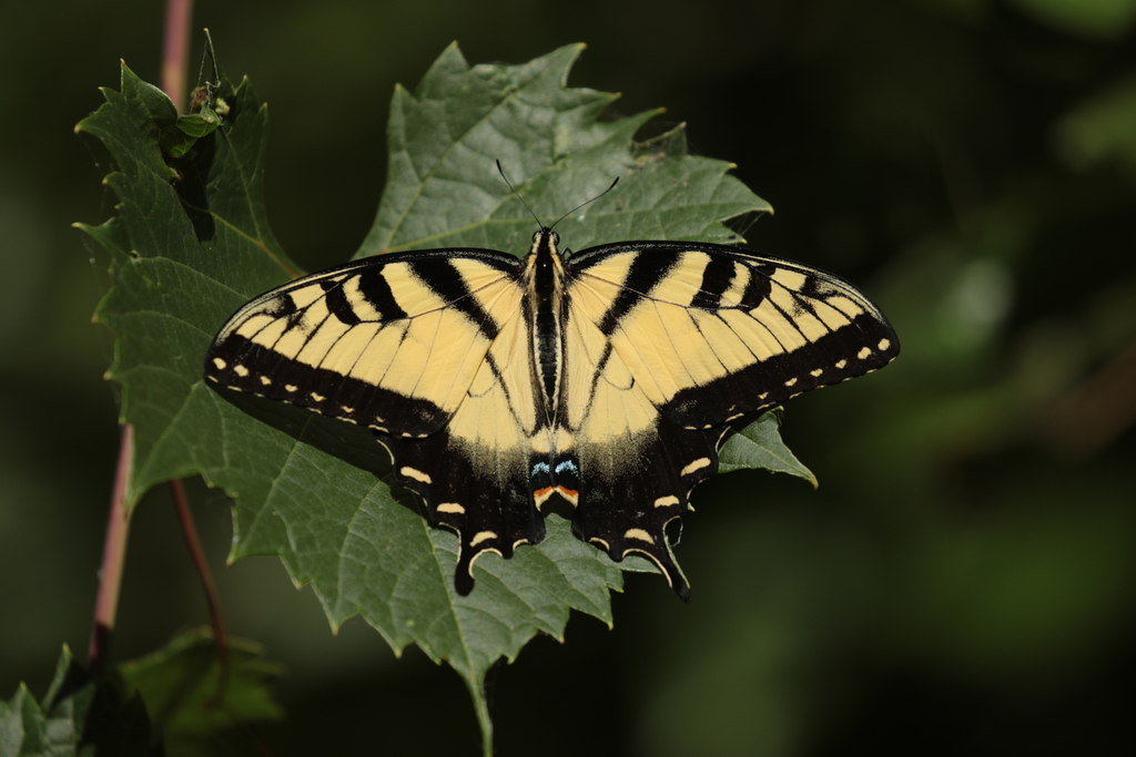Eastern Tiger Swallowtail from Toledo, OH, USA on August 02, 2022 at 09 ...