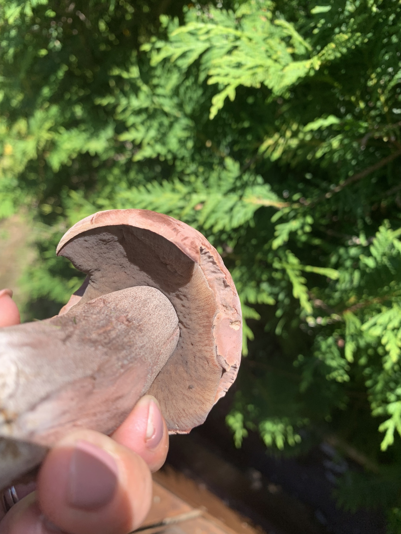 Sutorius eximius (Peck) Halling, Nuhn & Osmundson