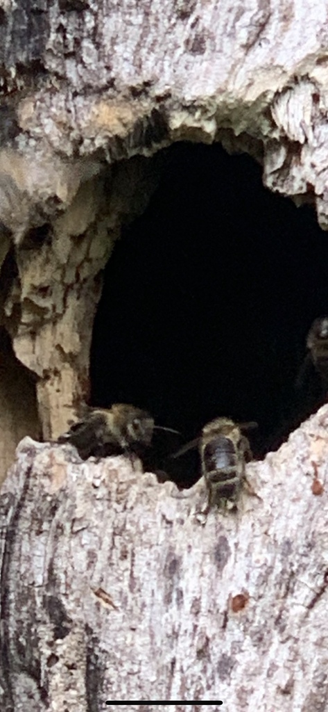 Western Honey Bee from Hillsburg-Roblin-Shell River, MB, CA on August ...