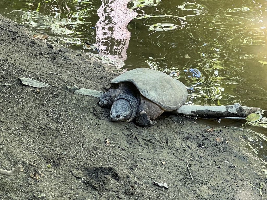 Common Snapping Turtle from Ronsdale Dr, Beverly Hills, MI, US on ...